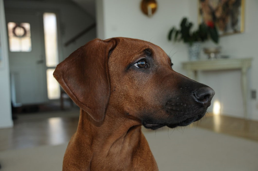 Jag söker en vuxen Ridgeback-tik – anthropocene